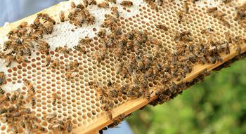 Bentley News 2019 : INTRODUCING BENTLEY’S NEW FLYING BEES